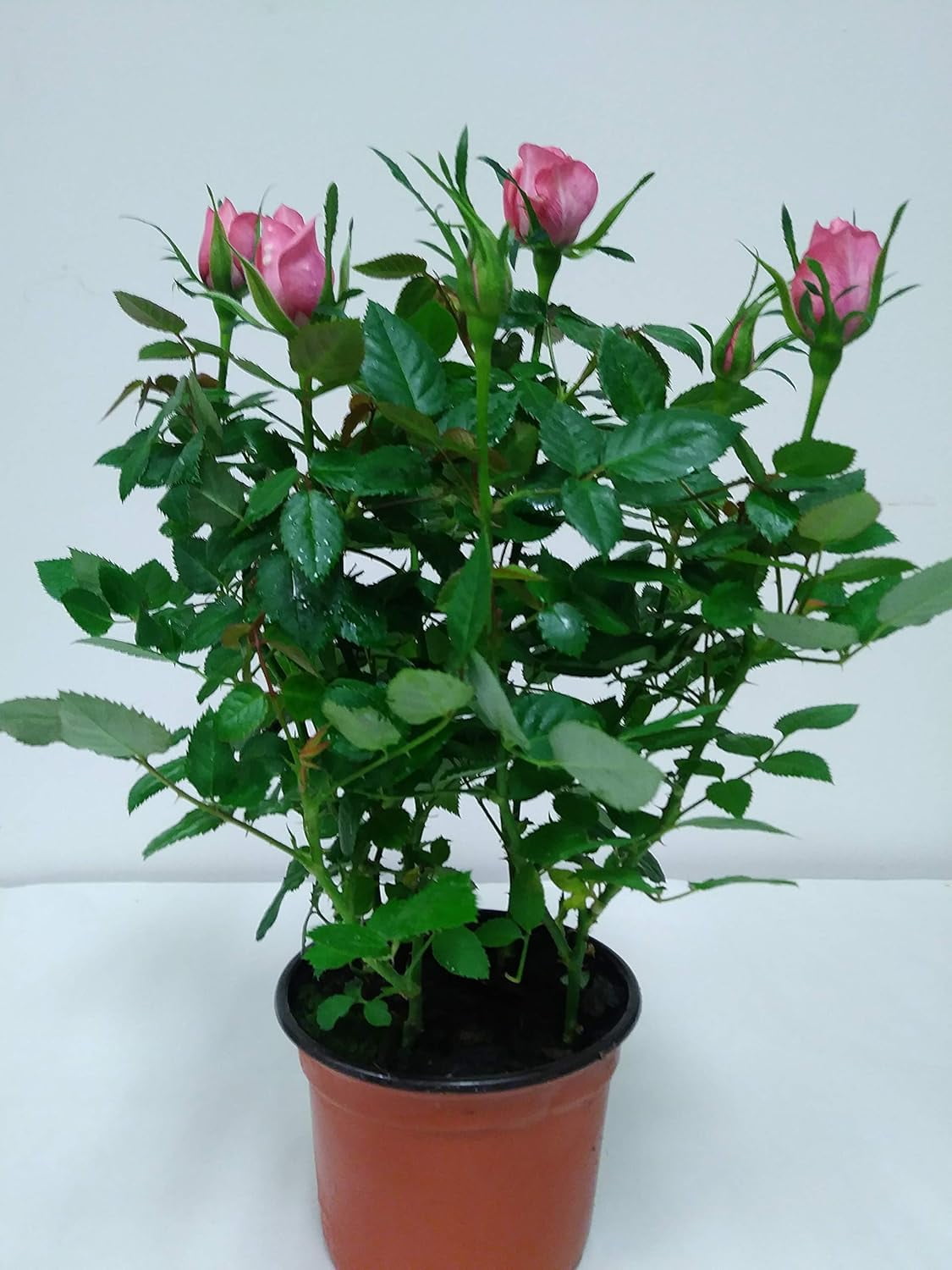 4" Mini Pink Rose Bush - Walmart.com