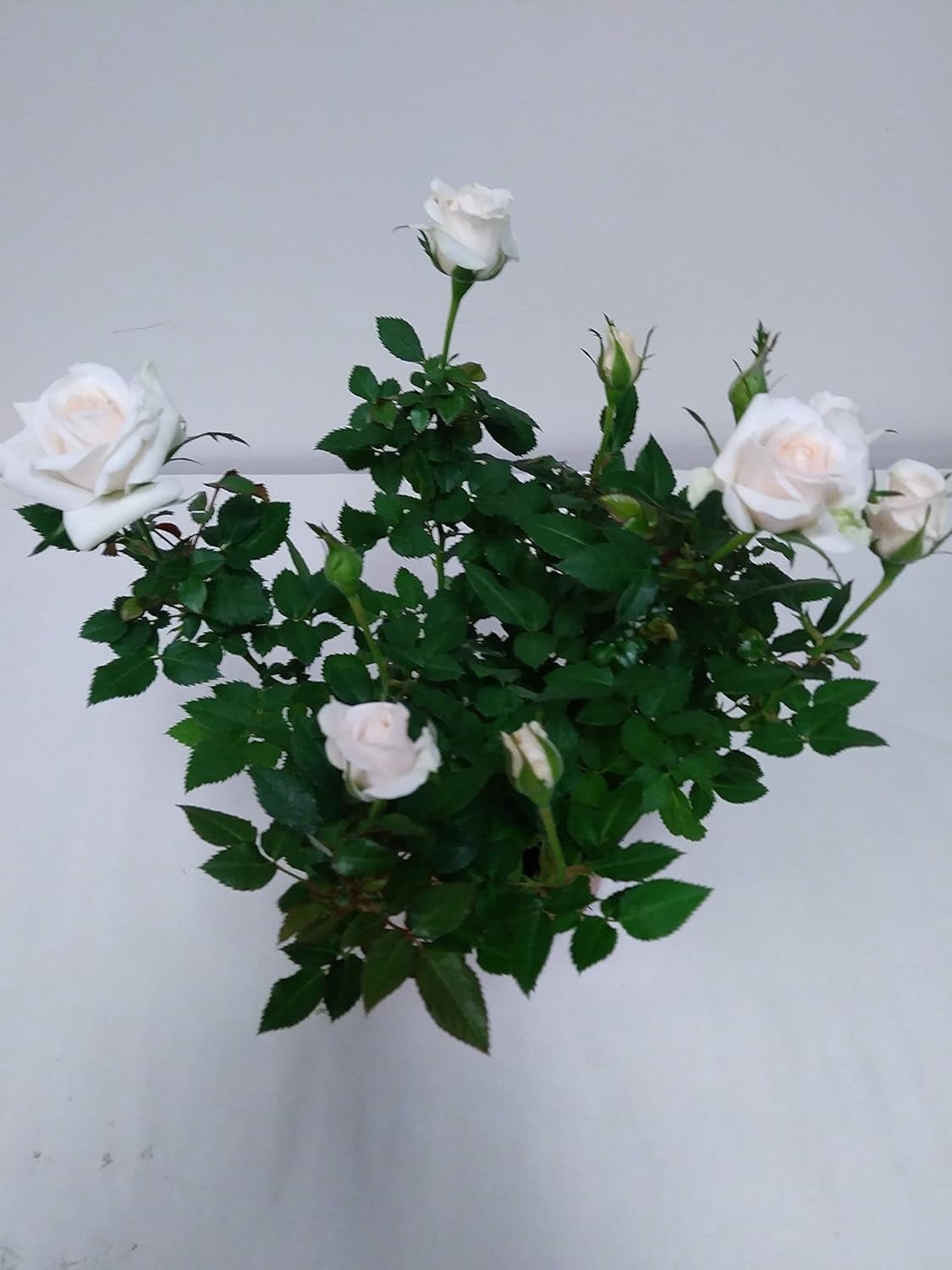 4" Mini White Rose Bush - Walmart.com