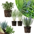 4 Mix Herb Plants Live, Lemongrass, Peppermint, Rosemary Plant from 3 ...
