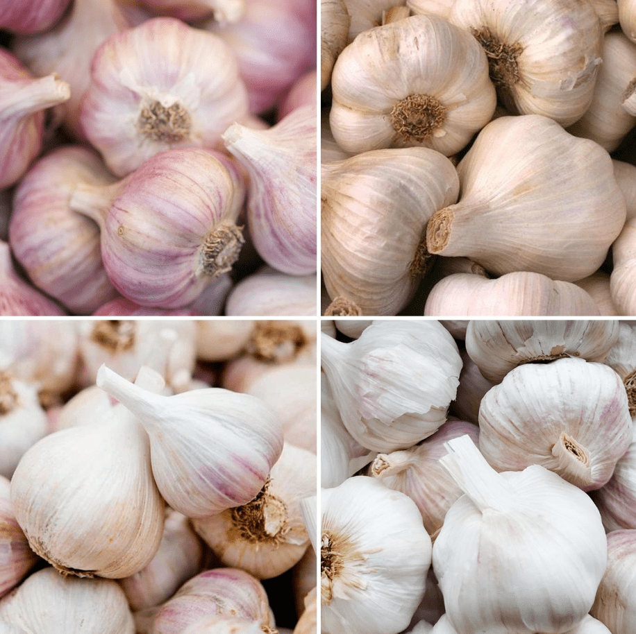 4 Mixed Garlic Bulbs for Planting and Gardening, Hardneck Garlic Tubers ...