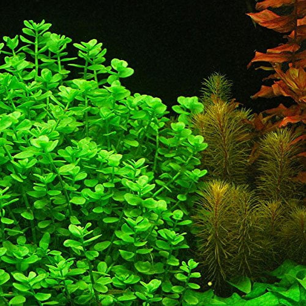 4 Moneywort Bunches - Aquarium Live Plant - 7-9 stems - Walmart.com