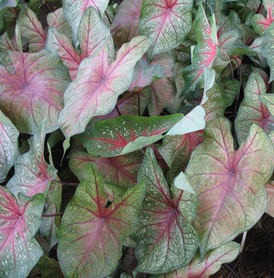 4 Mrs. F.M. Joyner Caladium Bulbs for Planting, Bicolor Fancy Leaf ...
