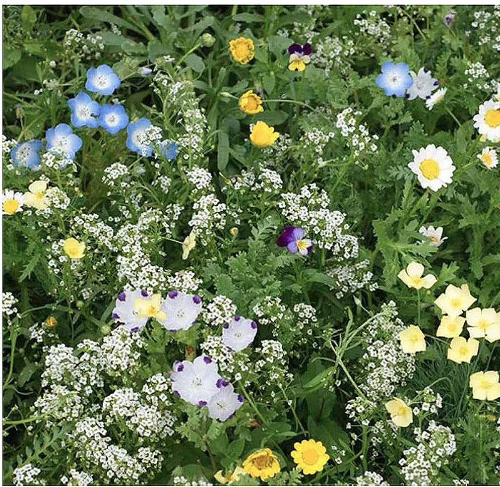 4 Ounces AlternativeEGSC Lawn Wildflower Seed Mix - Water Saving Ground ...