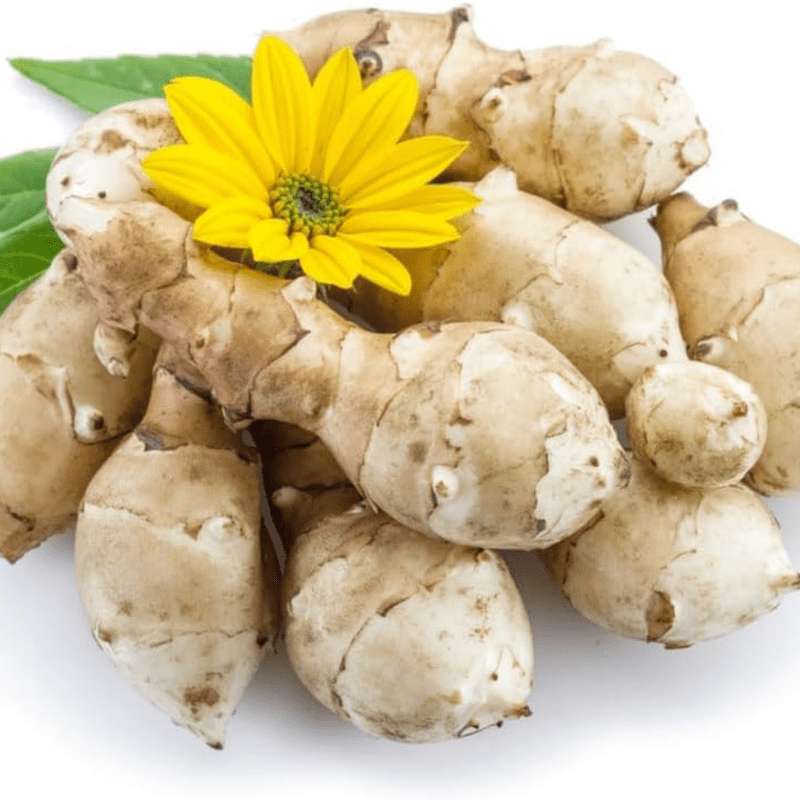 4 Oz Sunchoke Tubers for Planting, Jerusalem Artichoke Tubers, Edible ...