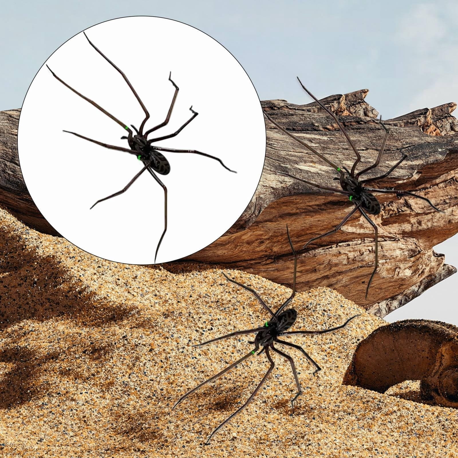 4 PCS Spider Magnets for Fridge Prank, Funny Fridge Magnets ...