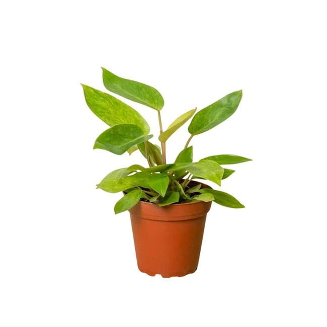 4-PHILODENDRON-PAINTED.LADY 4 in. Philodendron Painted Lady Pot ...