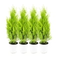 4-PK Live Dwarf Lemon Cypress, Cupressus macrocarpa ‘Goldcrest Wilma ...