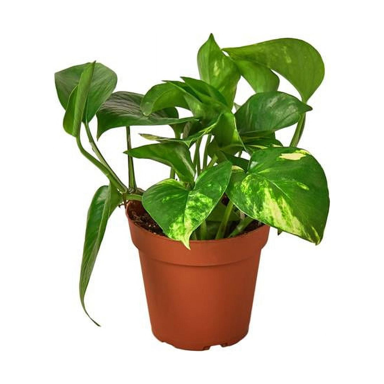 4-POTHOS-GOLDEN Golden Pothos Plant in 4 in. Pot - Walmart.com