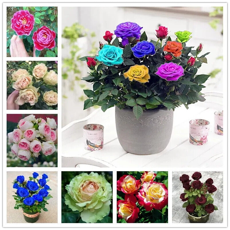 (4-Pack) 20 ROSE FLOWER SEEDS rare exotic plant garden for bud ...