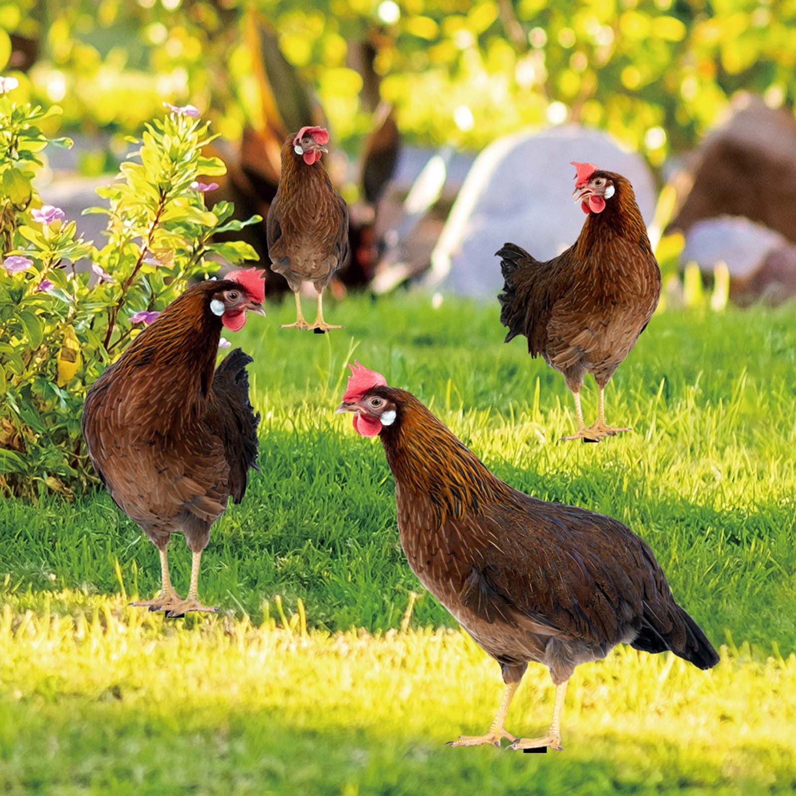 4 Pack Acrylic Chicken & Hen Garden Stake, Garden Courtyard Insert ...