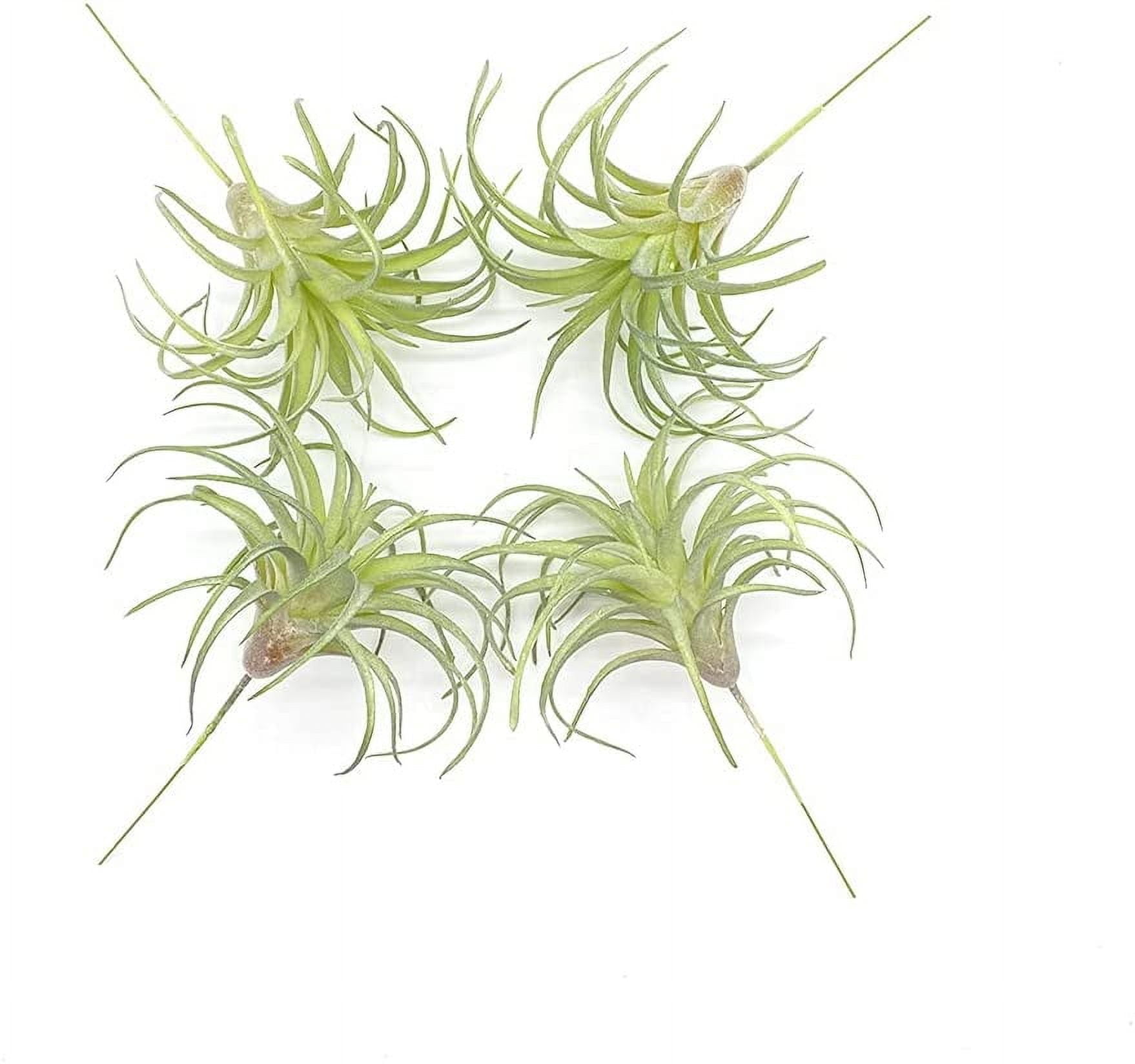 4 Pack Artificial Succulent Plants Flocked Air Plants Grass Faux ...