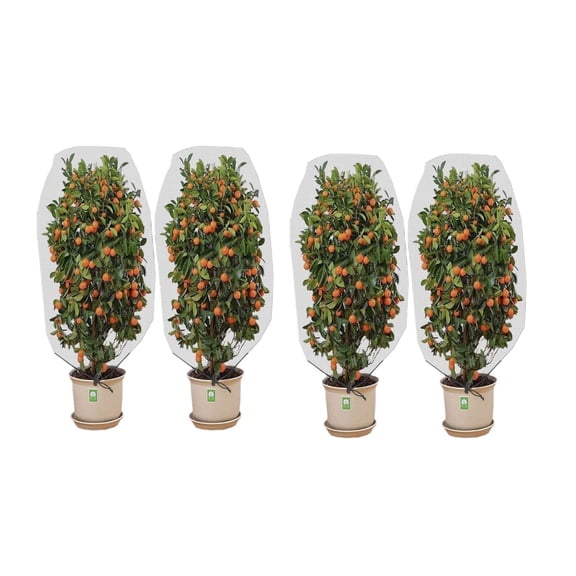 100pcs Fruit Protector Bags, Xinsrenus Drawstring Mesh Fruit Tree Bags ...