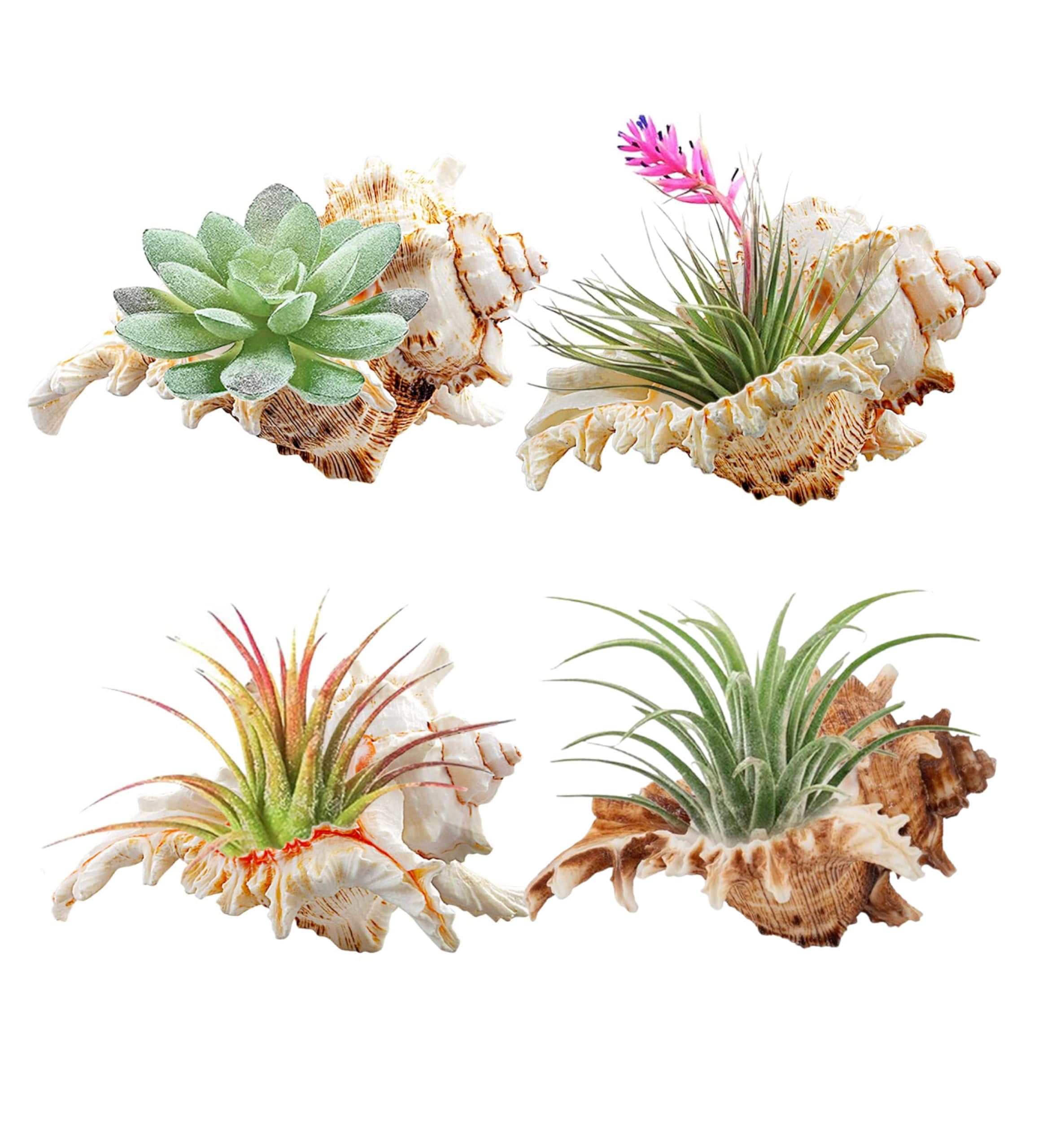 4 Pack Conch Sea Shell Air Plant Holders, 4-5 inches Natural Airplant ...