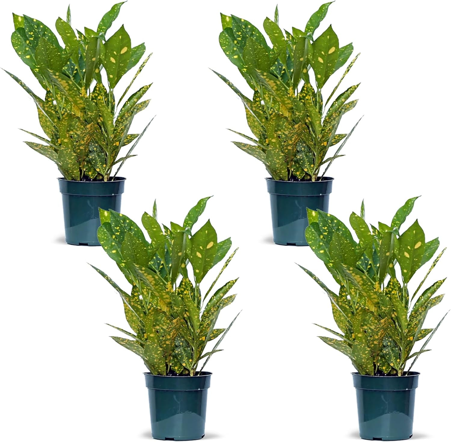 4 Pack Live Croton Gold Dust, Indoor Potted Houseplant, Housewarming ...