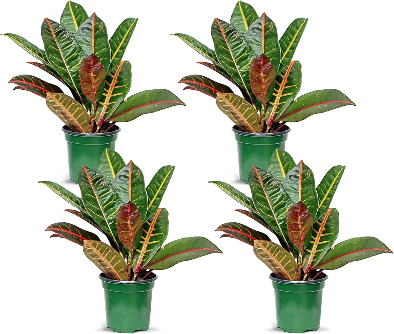 4 Pack Live Croton Petra, Indoor Potted Houseplant, Housewarming Gift ...