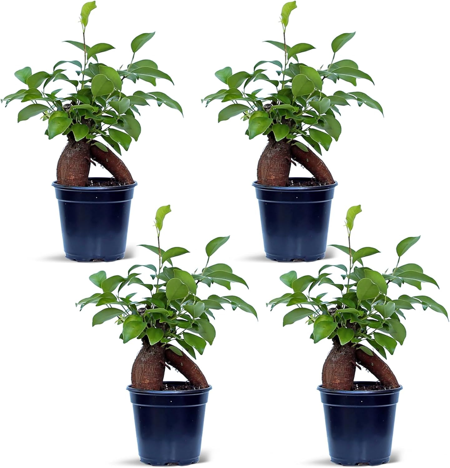 4 Pack Live Ginseng Ficus, Ficus Retusa, Banyan Fig, Potted Bonsai ...