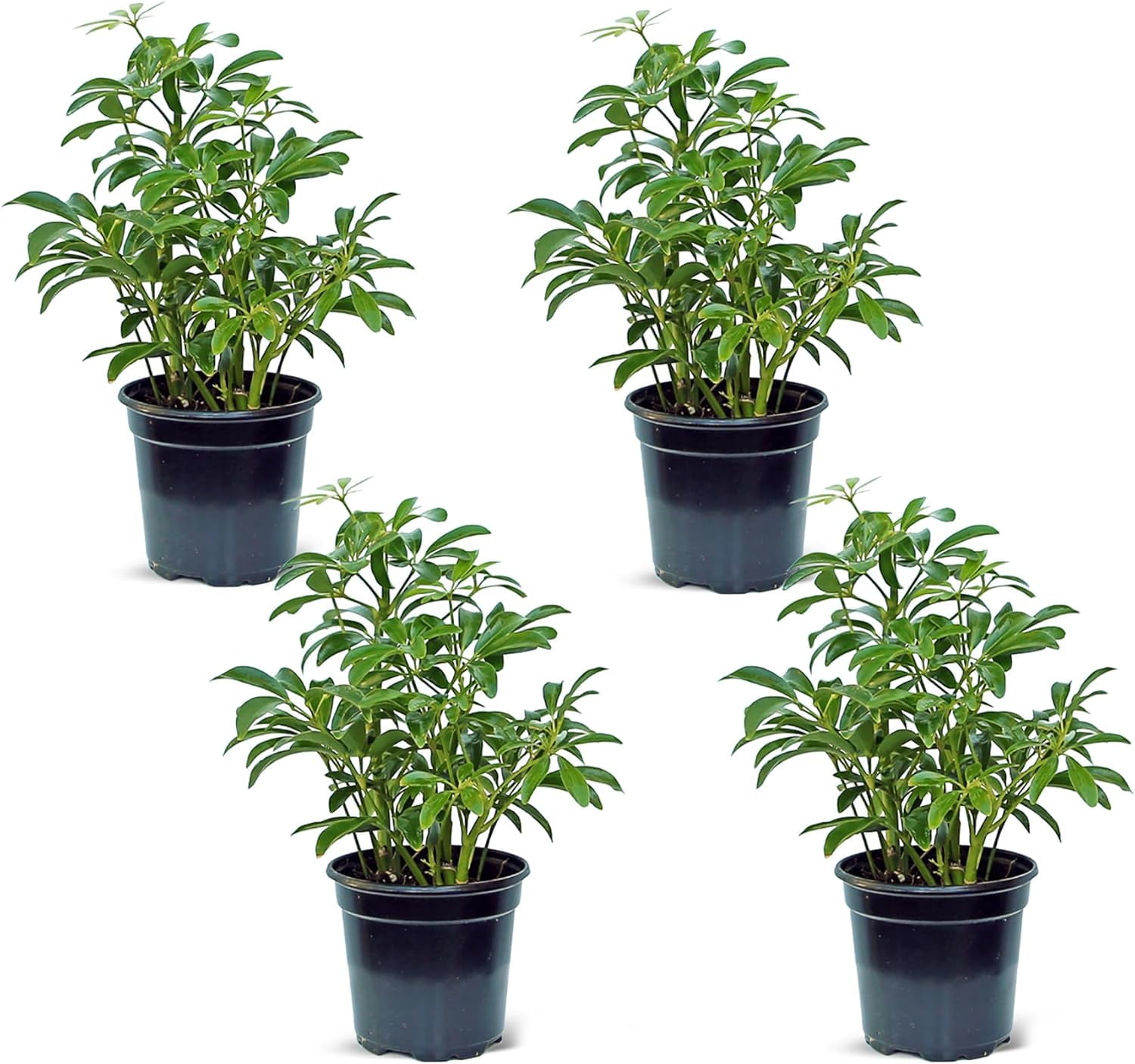 4 Pack Live Hawaiian Schefflera Arboricola, Hawaiian Dwarf Umbrella ...