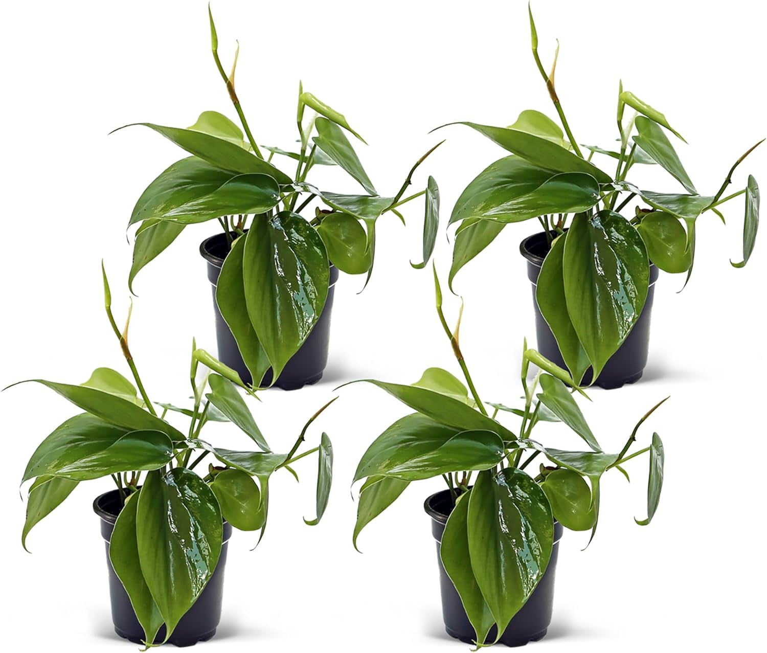 4 Pack Live Heartleaf Green Philodendron, Philodendron Hederaceum ...