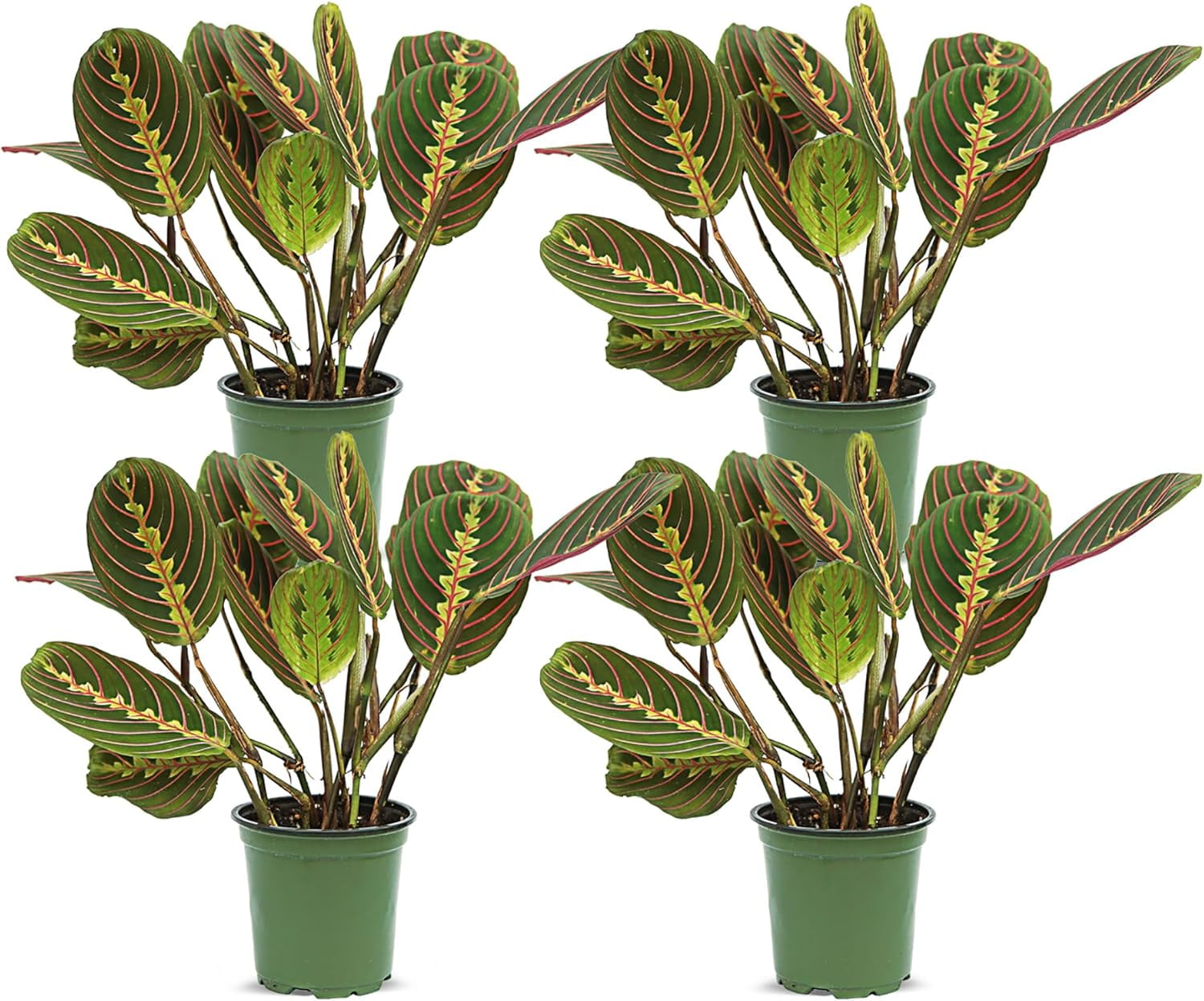 4 Pack Live Red Maranta, Red Prayer Plant, Potted Vine Houseplant ...