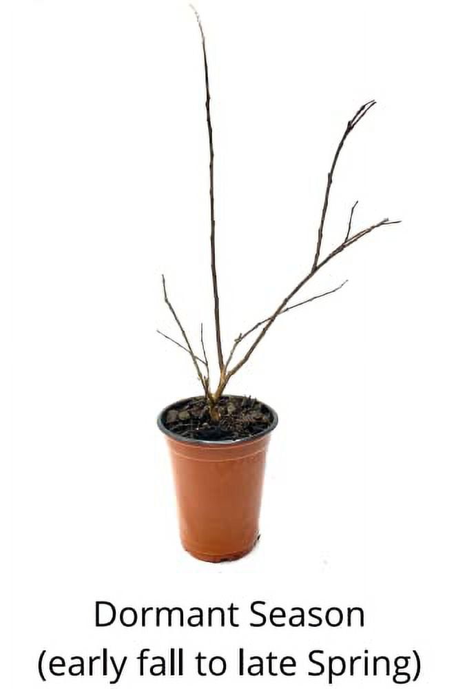 4 Pack - Semi Dwarf Hopi Crape Myrtle Trees - Pink Flowering - Grown in ...