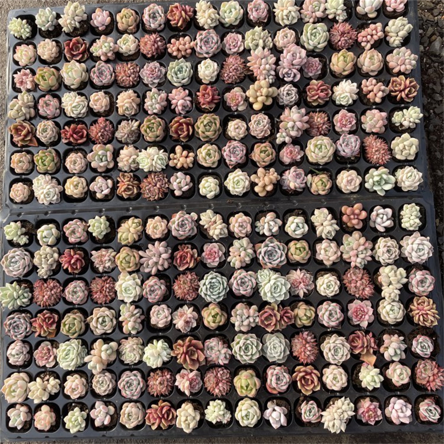 4 Pack random combination Live succulent Plant, Garden Indoor Office ...