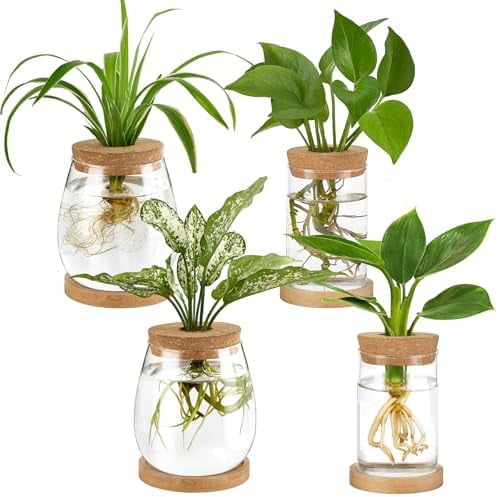4 Pcs Plant Propagation Stations Desktop Propagated Plant Jars ...