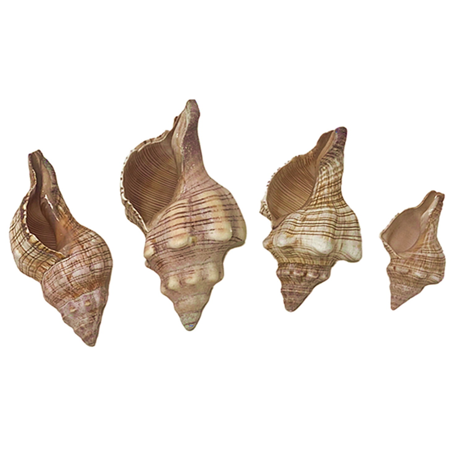 4 Pcs of Natural Ocean Striped Fox Conch Sea Shell for Decorating Size ...