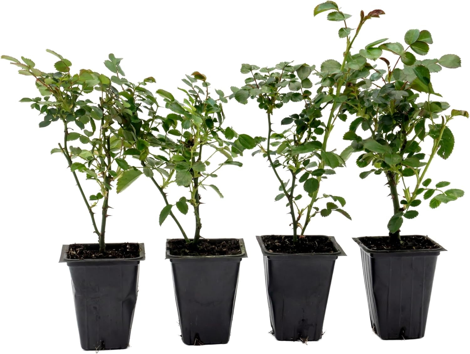 4 Pink Carpet Roses | Live Plants in 2.5-inch Nursery Cubes | Rosa ...