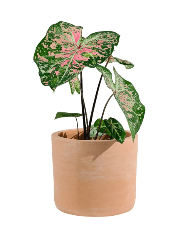 4 Pink Cloud Caladium Bulbs for Planting, Bicolor Fancy Leaf Caladiums ...