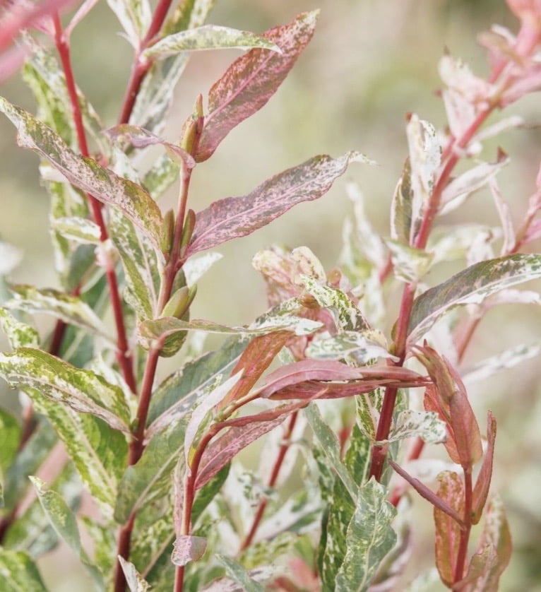 4 Pink Flamingo Willow Bush Cuttings to Grow - Walmart.com