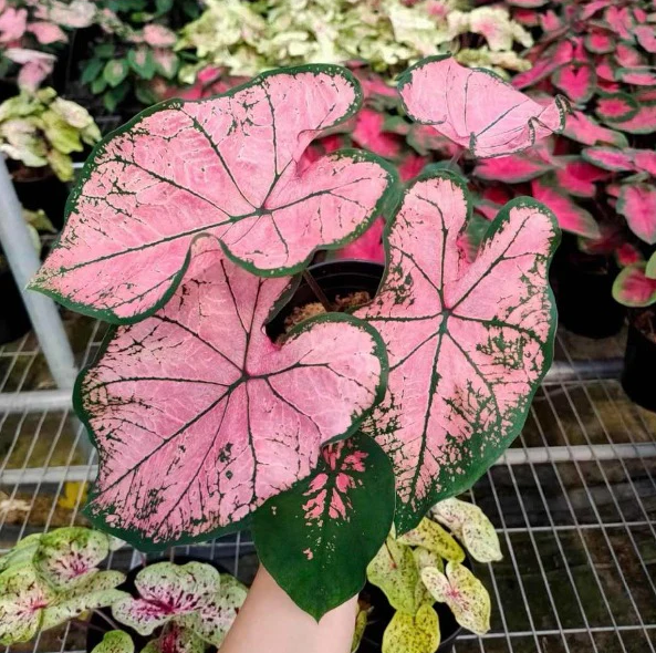 4 Pink Splash Caladium Bulbs for Planting, Pink Fancy Leaf Caladiums ...