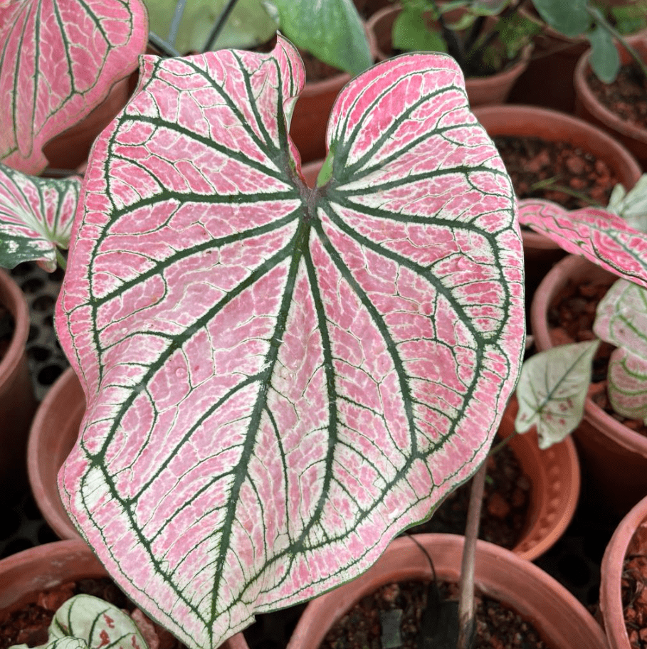 4 Pink Symphony Caladium Bulbs for Planting, Pink Fancy Leaf Caladiums ...