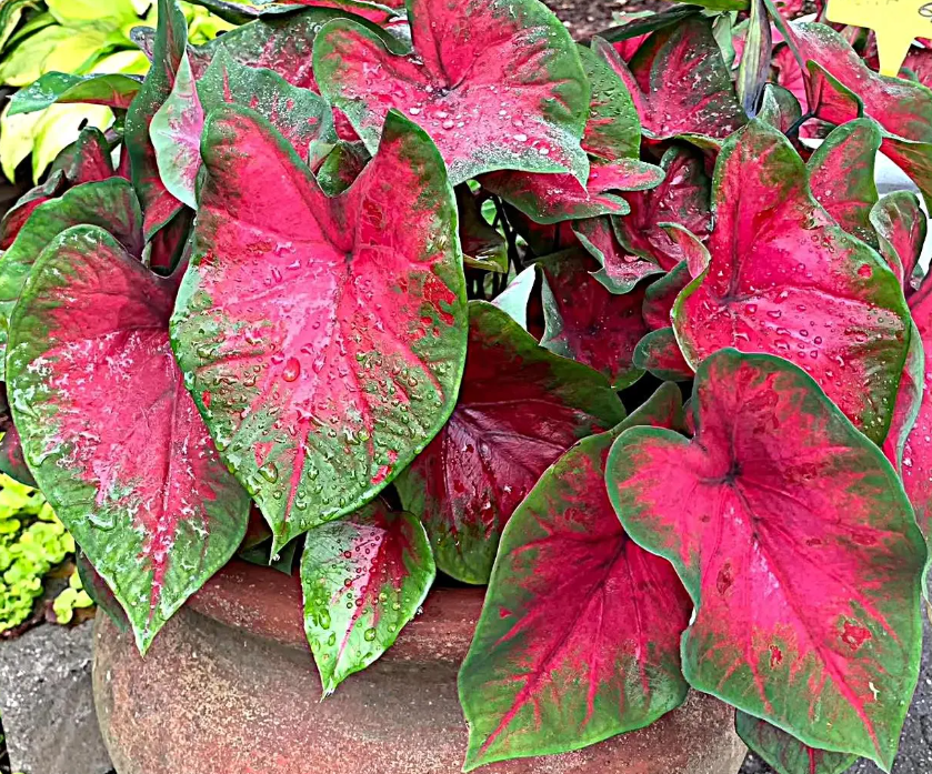 4 Postman Joyner Caladium Bulbs for Planting, Bicolor Fancy Leaf ...