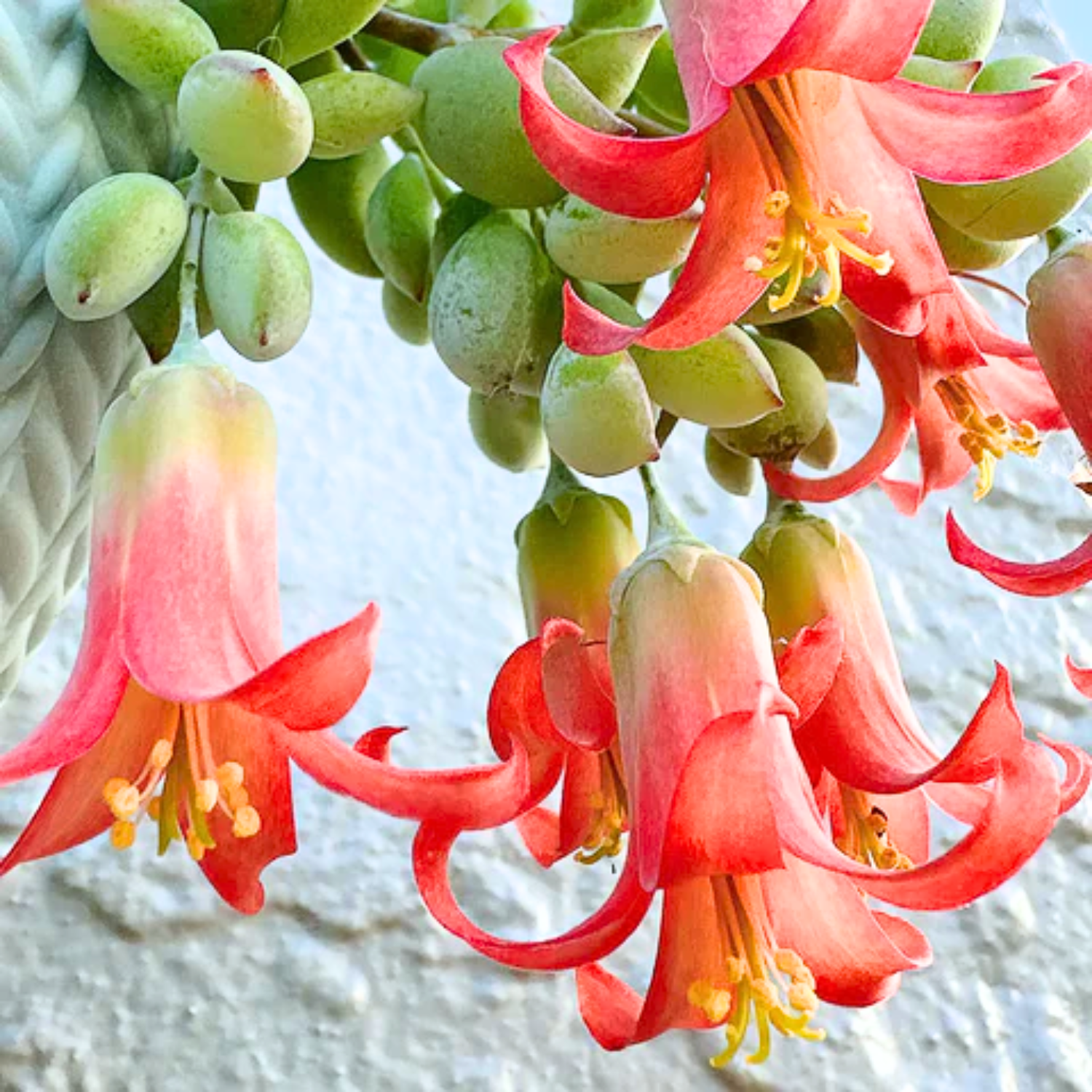 4" Pot Cotyledon Pendens Succulent Live Plant Home Garden, Trailing ...