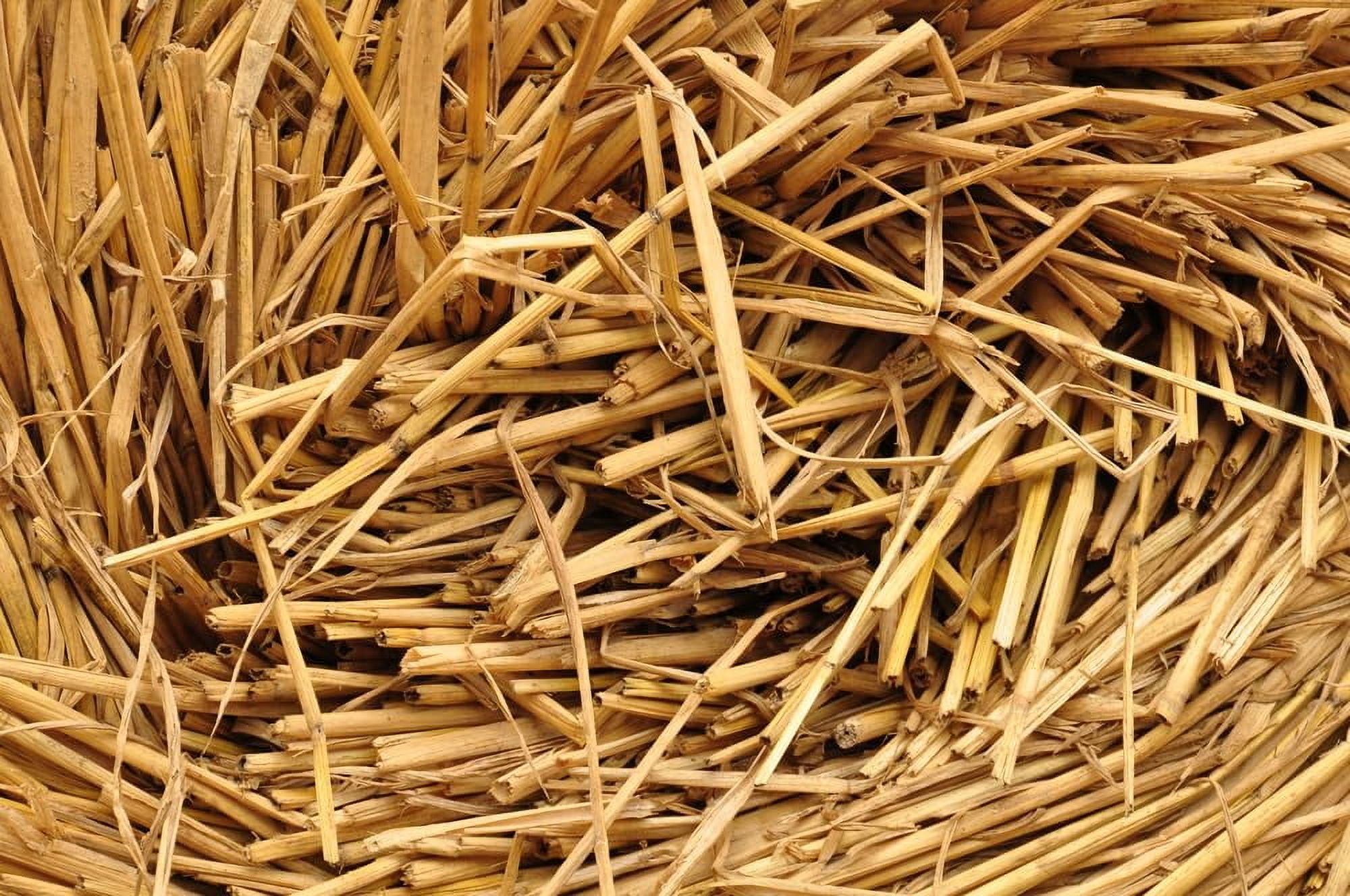 4 Pounds 100% Natural Wheat Straw for Animal Bedding, Garden Mulch ...