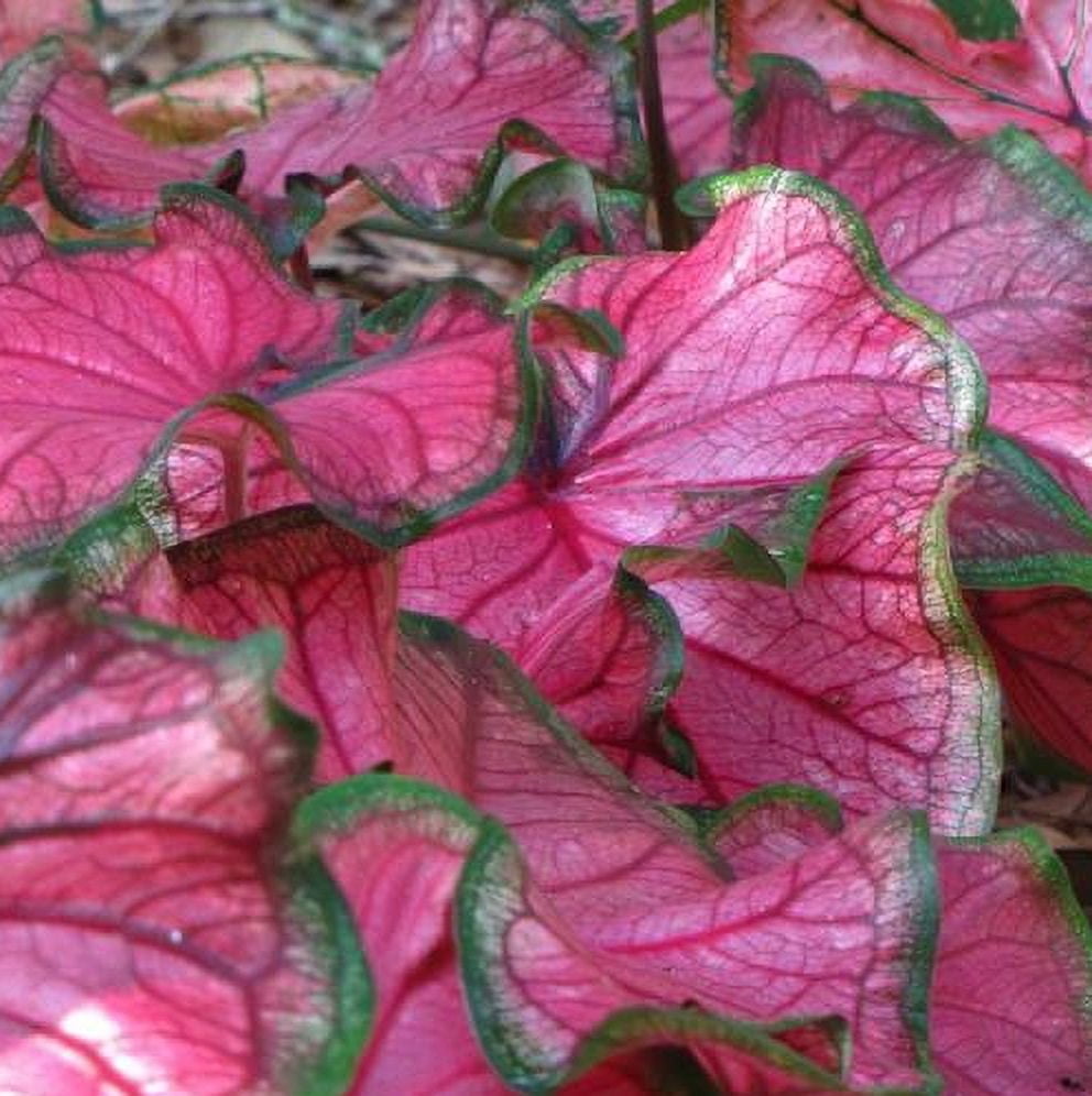 4 Puppy Love Caladium Bulbs for Planting, Pink Fancy Leaf Caladiums ...