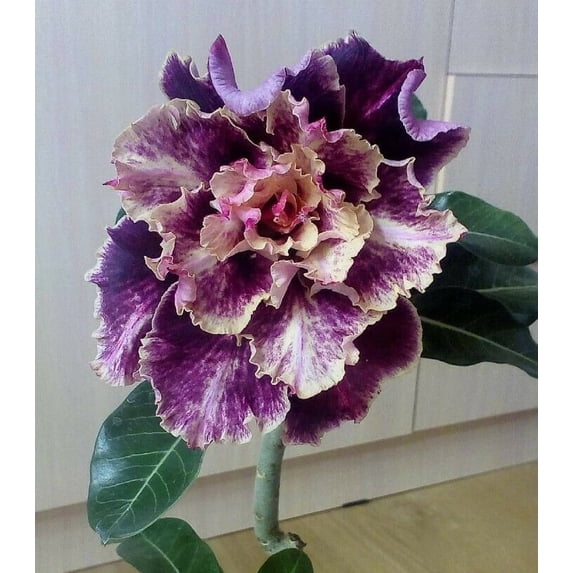 Toadstool Seeds 4 Purple Cream Desert Rose Seeds, Adenium Obesum ...