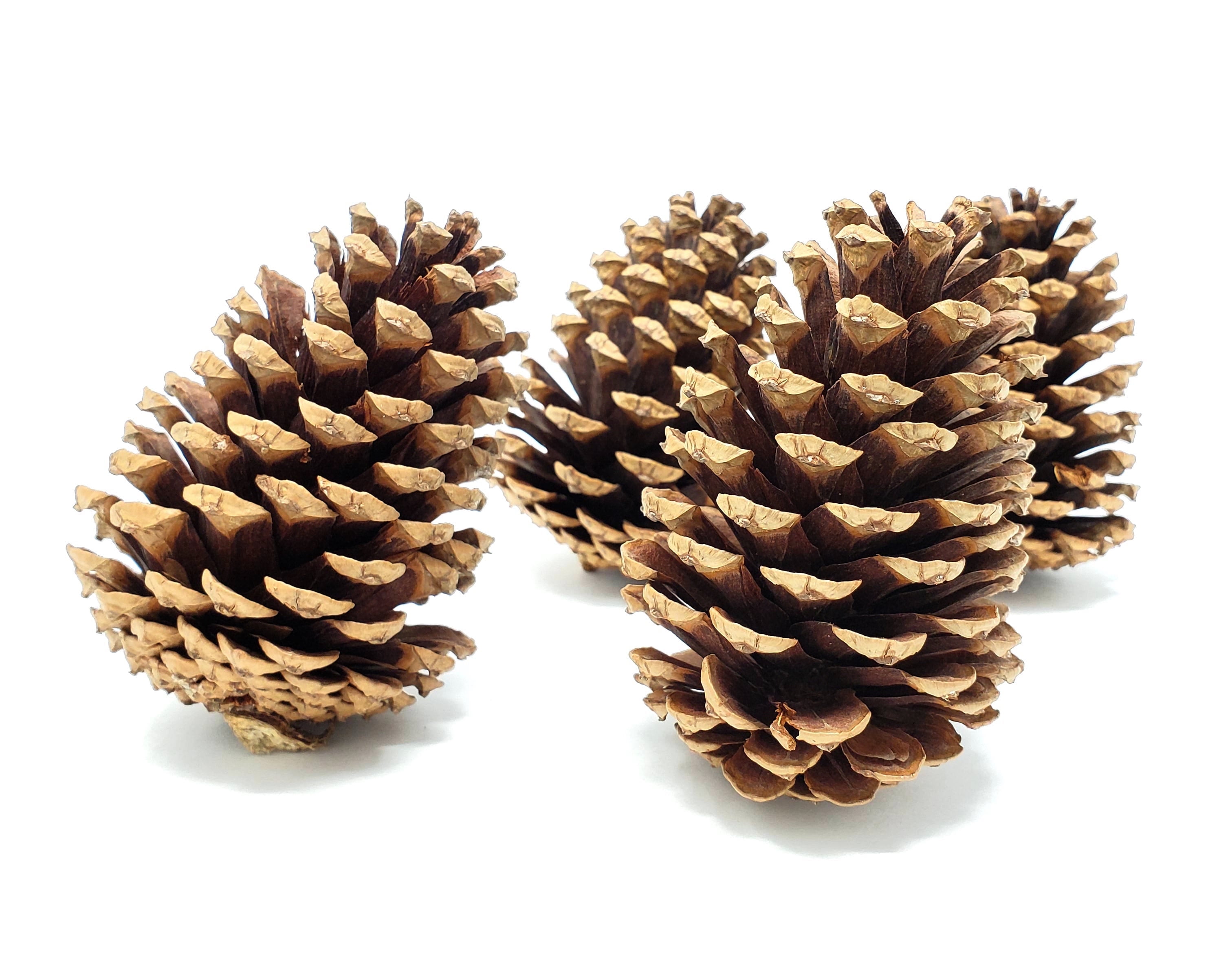 4 Real Pine Cones About 3 Inches Tall - Walmart.com