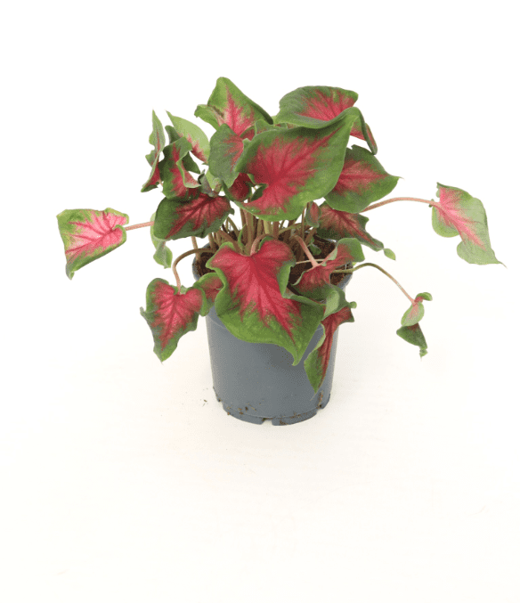 4 Red Ruffles Caladium Bulbs for Planting, Red Fancy Leaf Caladiums ...