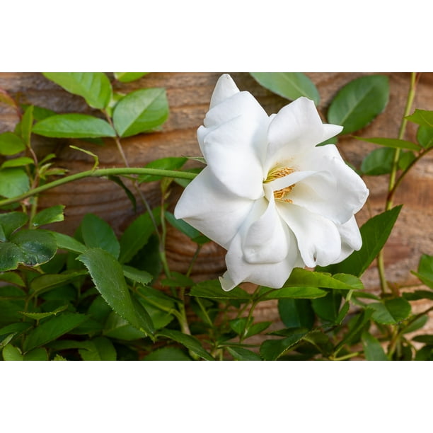 4 Rosa ‘Iceberg’ Live Plants, Rosa ‘Korbin’, Thriving in 2.5” Nursery ...