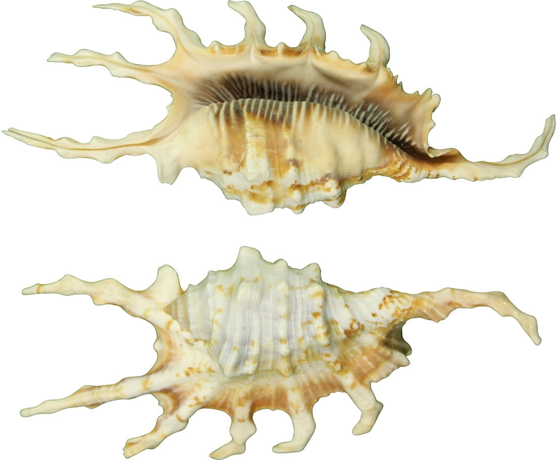 4 Scorpion Spider Conch Decorative Craft Shells 3-4" (Set of 4 ...