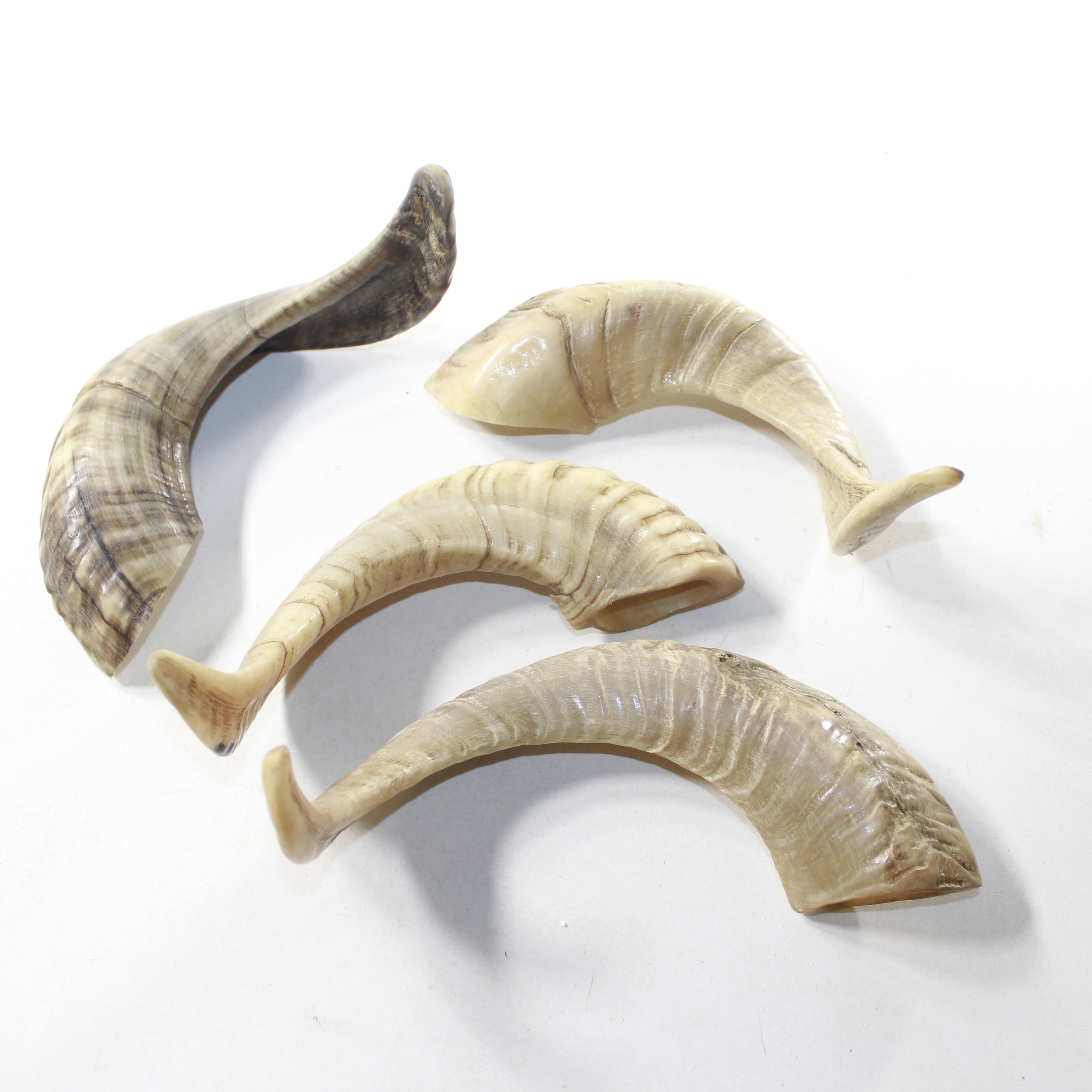 4 Sheep Horns #2839 Natural Colored Polished Ram Horns - Walmart.com