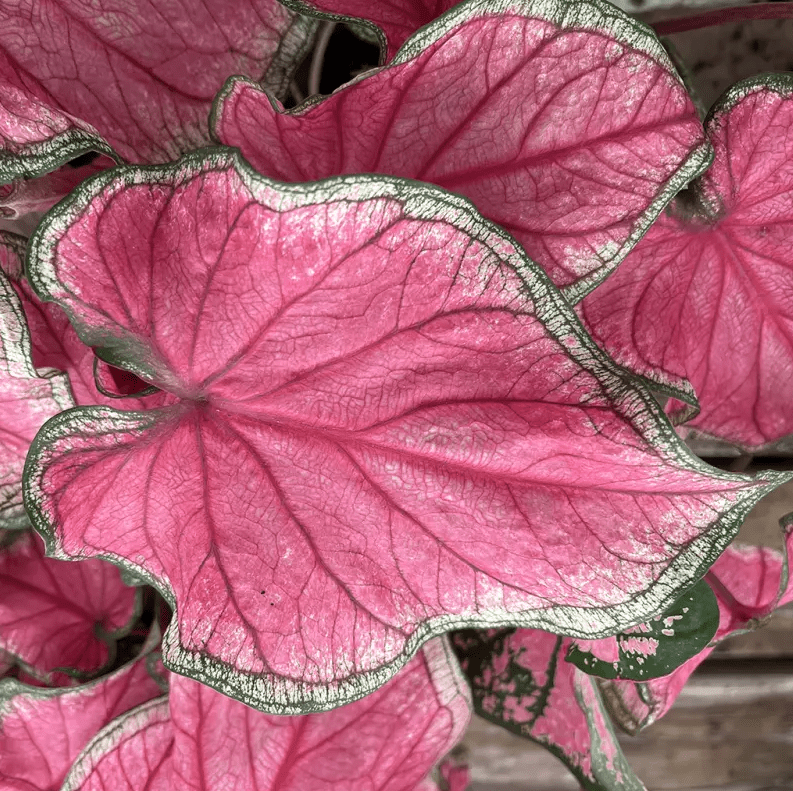 4 Sizzle Caladium Bulbs for Planting, Pink Fancy Leaf Caladiums Dwarf ...