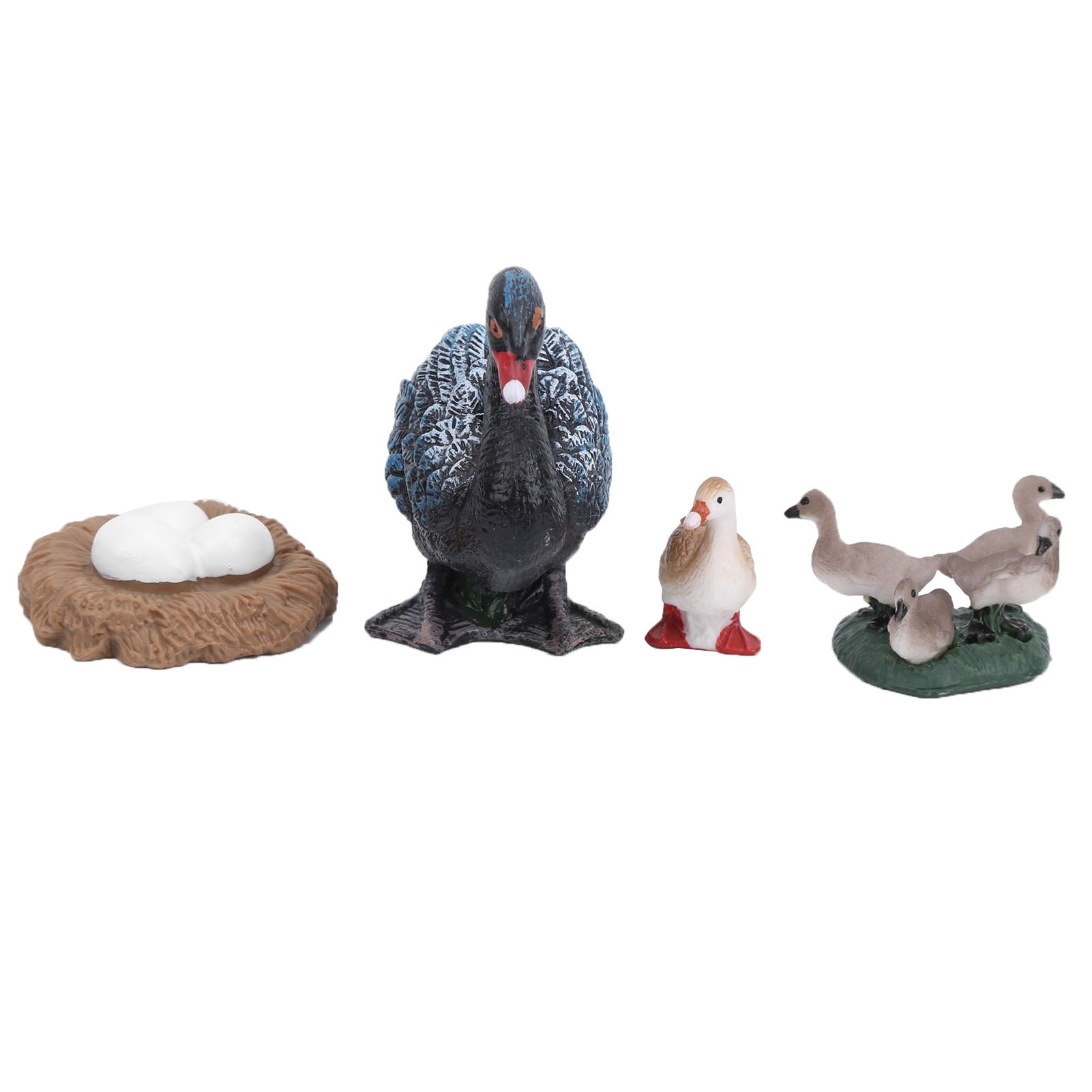 4 Stage Growth Cycle Model Animal Duck Life Cycle Models Children ...