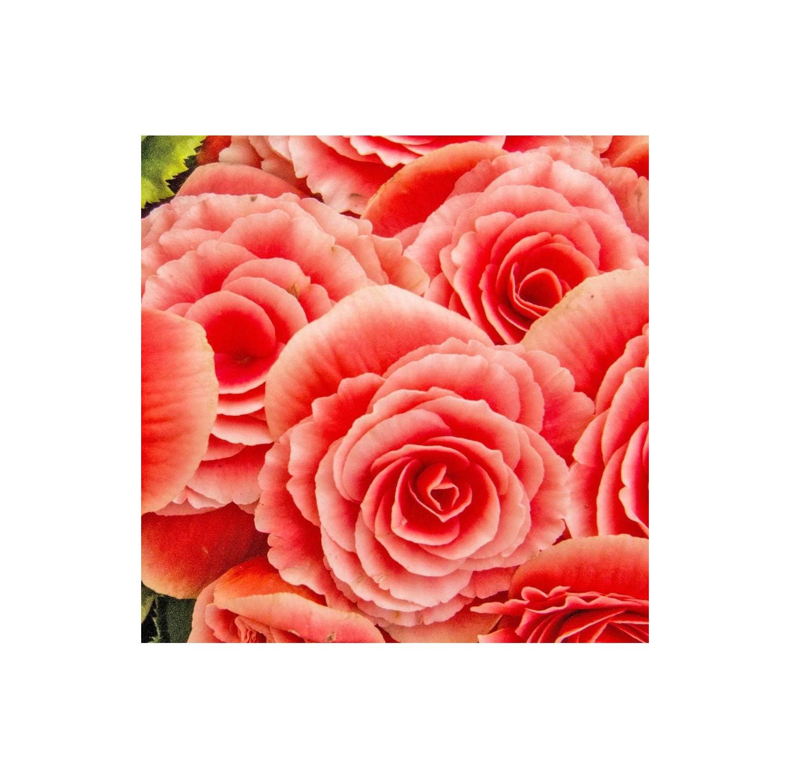 4 Strawberry Ripple Begonia Flower Bulbs Three To Four Times Bigger 4-strawberry-ripple-begonia-flower-bulbs-three-to-four-times-bigger
