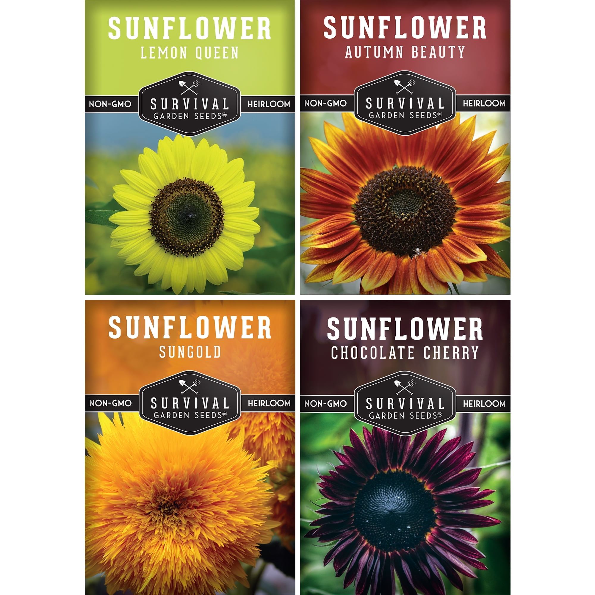 4 Pack Sunflower Mix: Autumn Beauty, Chocolate Cherry, Dwarf Sungold ...