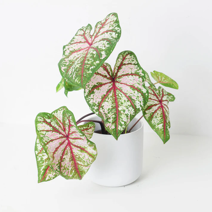 4 Tapestry Caladium Bulbs for Planting, Bicolor Fancy Leaf Caladiums ...