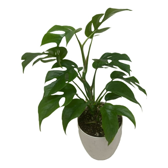 Rhaphidophora Tetrasperma Mini Monstera