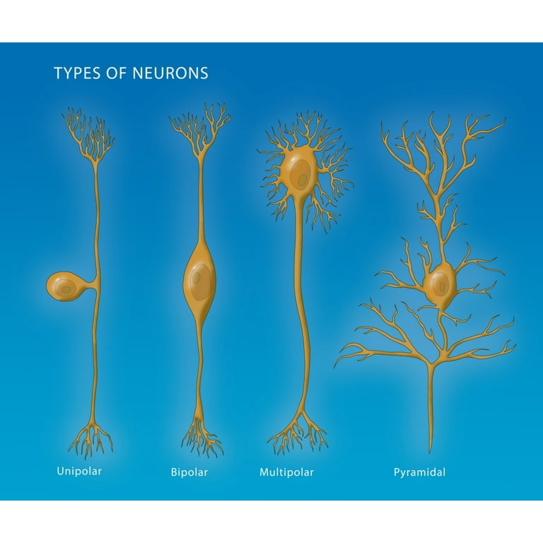 Types Of Neurons