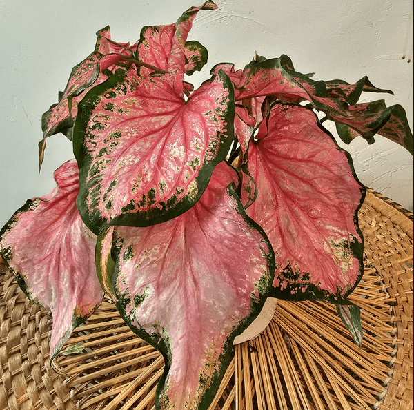 4 Va Va Violet Caladium Bulbs for Planting, Bicolor Fancy Leaf ...